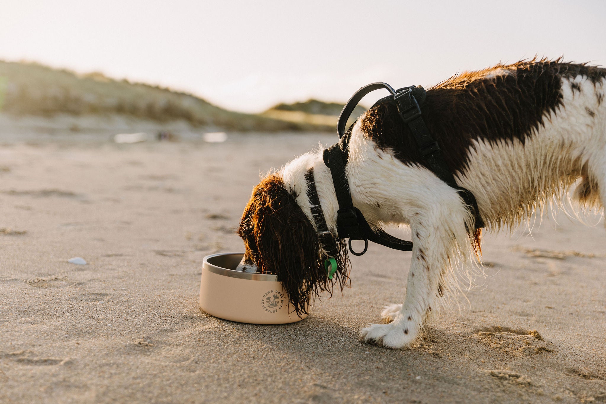 Dawn Dogs Water Bowls – Dawny Adventure Club