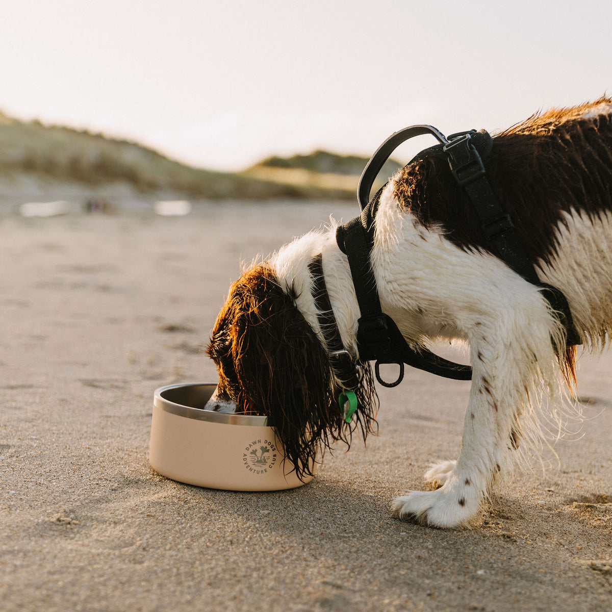 Dawn Dog Bowls – Dawny Adventure Club